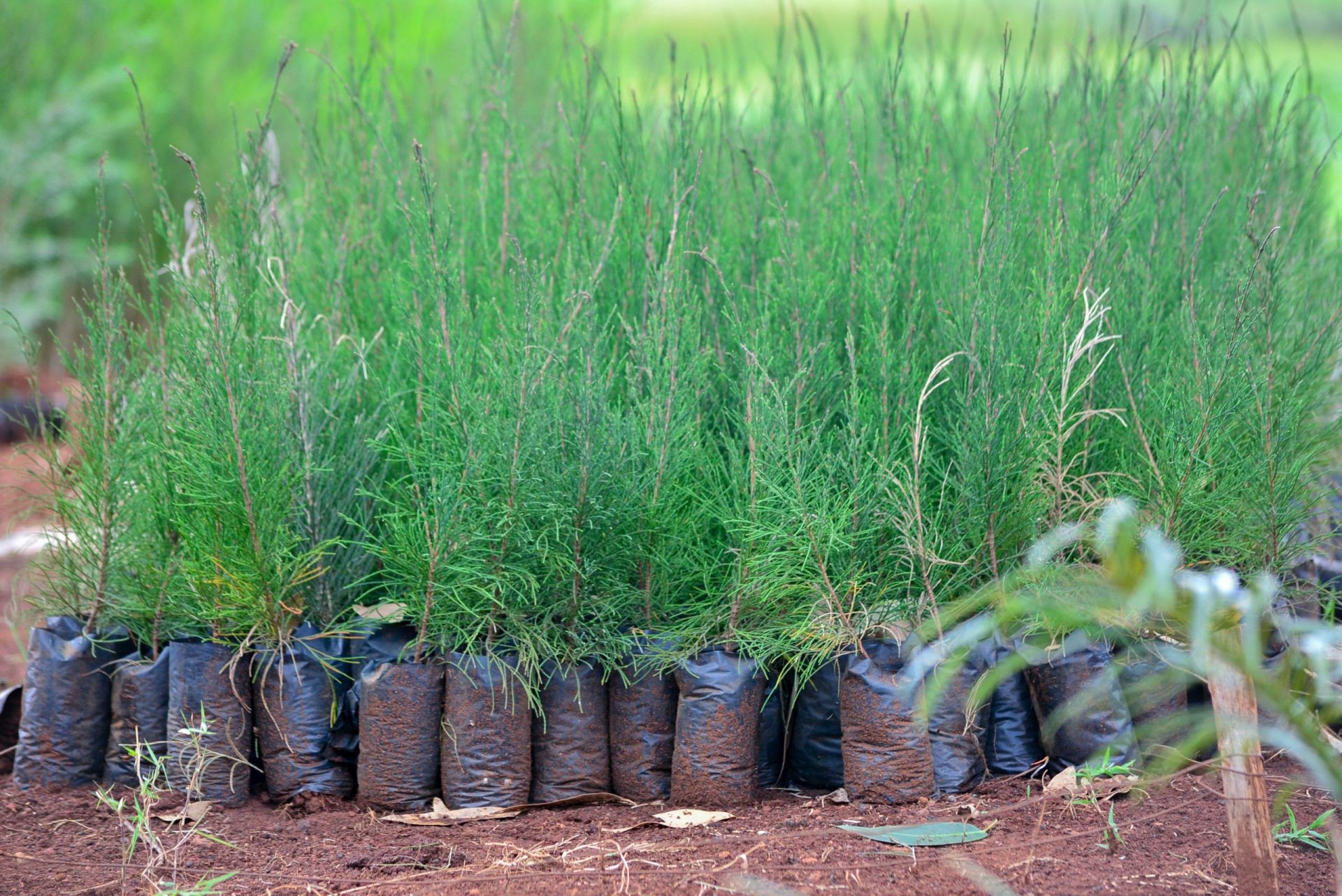 Casuarina Equesetifolia (Whistling Pine) - EmseaFarm