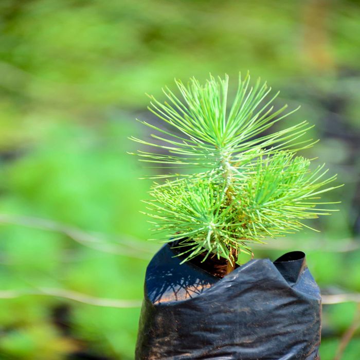 Pinus Patula (Pinus) - EmseaFarm