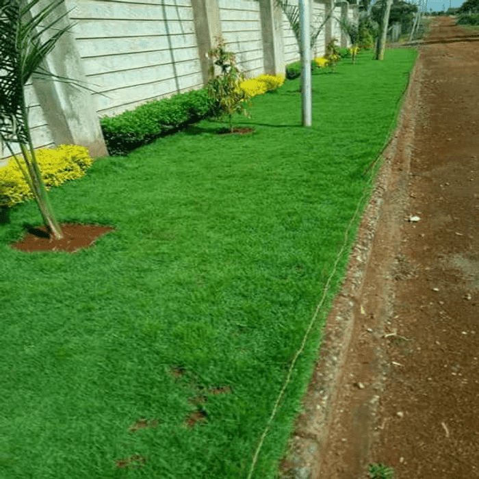 Arabica grass Archives - EmseaFarm