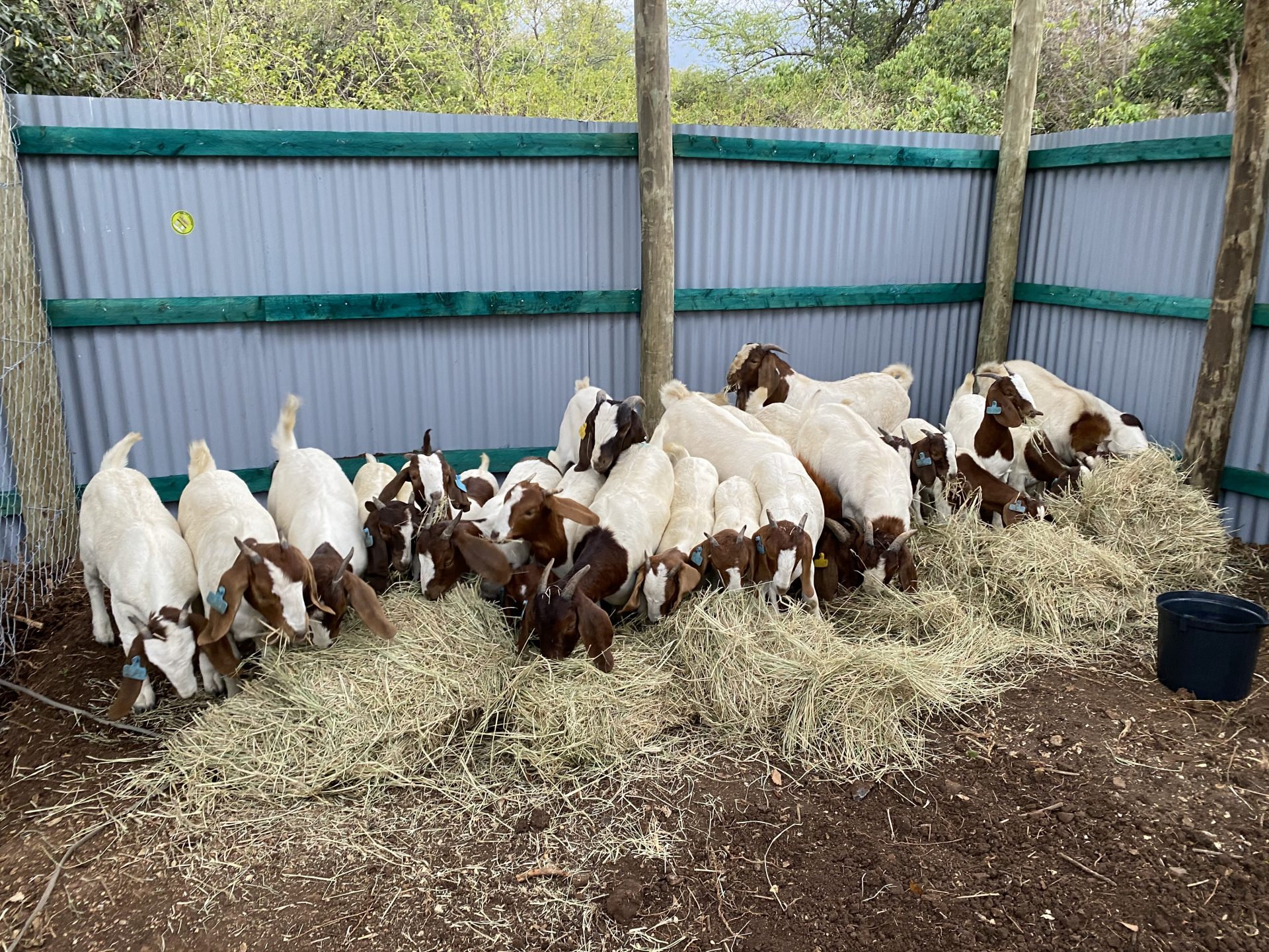 Boer Goat Bucks - EmseaFarm