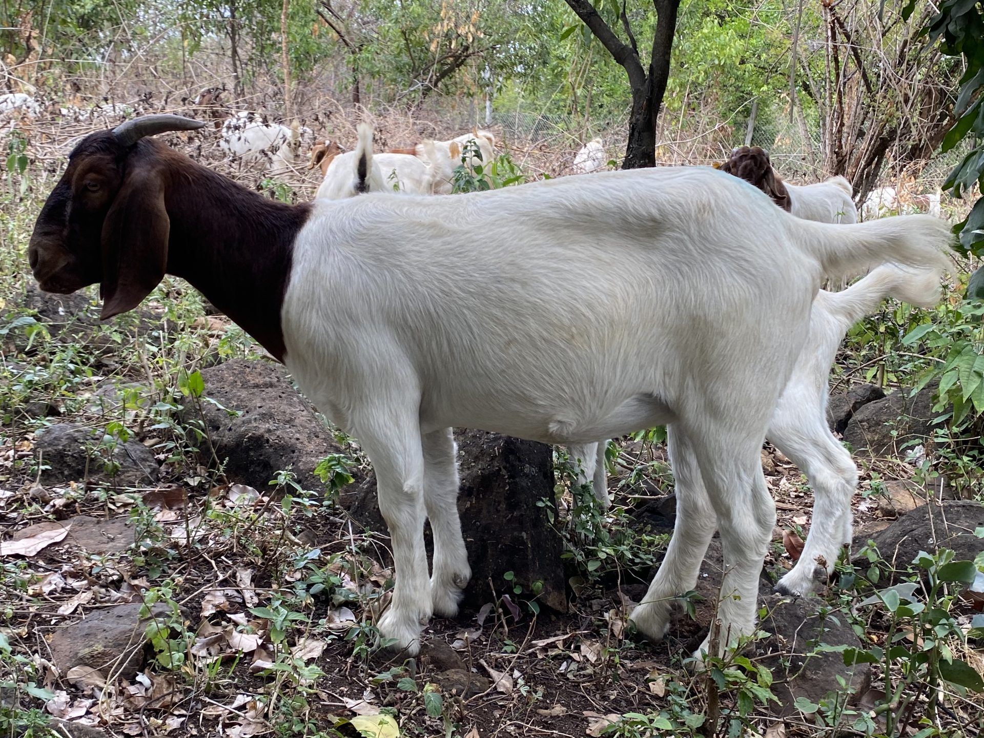 Boer Goat Bucks - EmseaFarm
