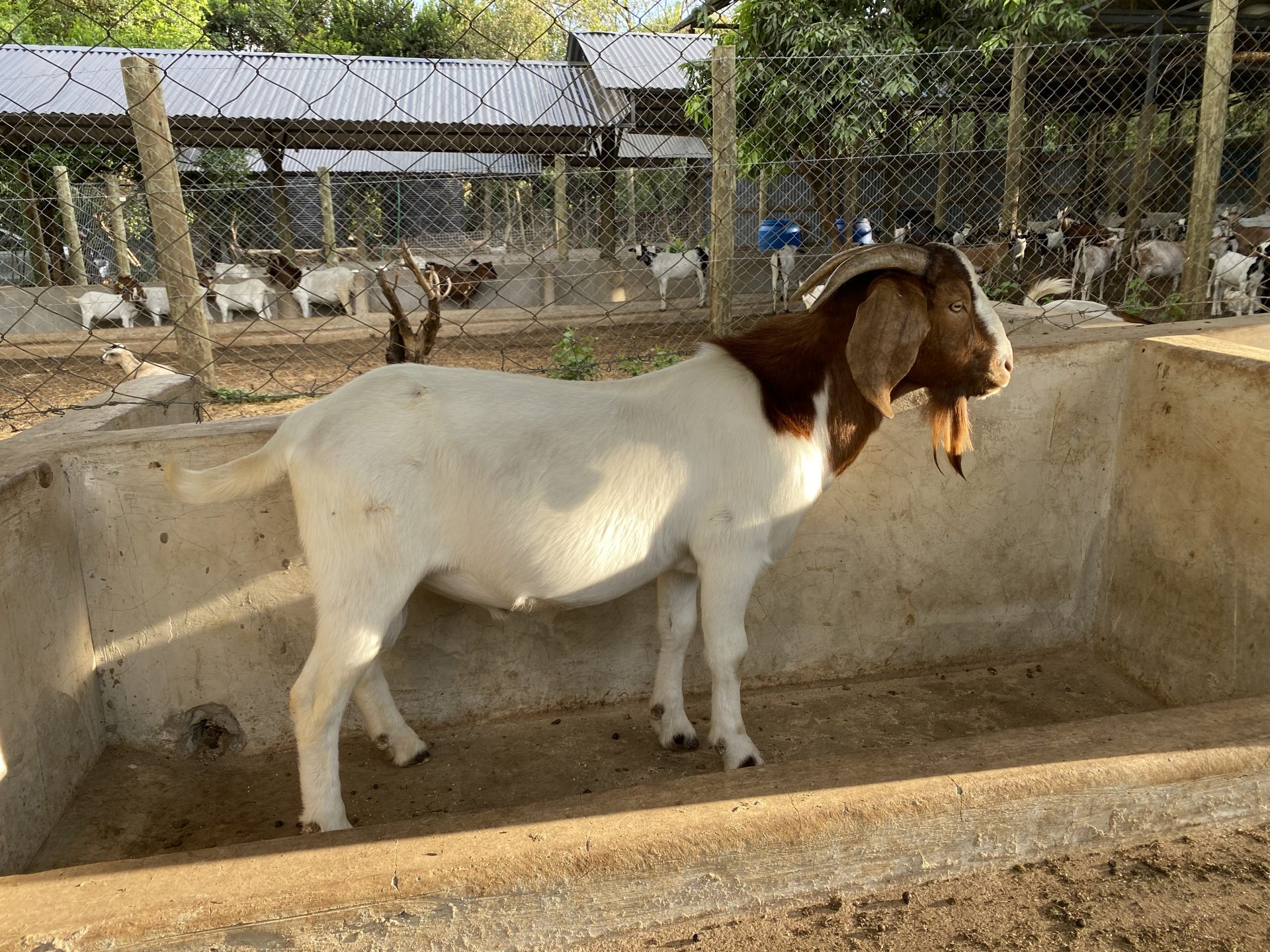 Boer Goat Bucks - EmseaFarm