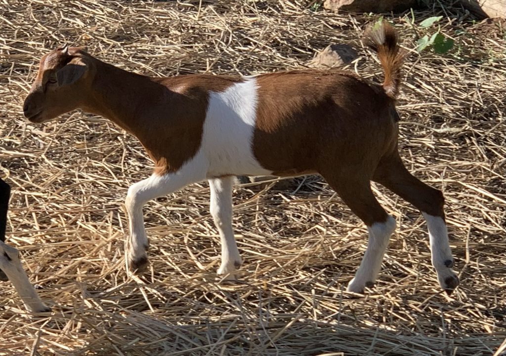 Boer Goat + Local Goat Cross Breed - EmseaFarm