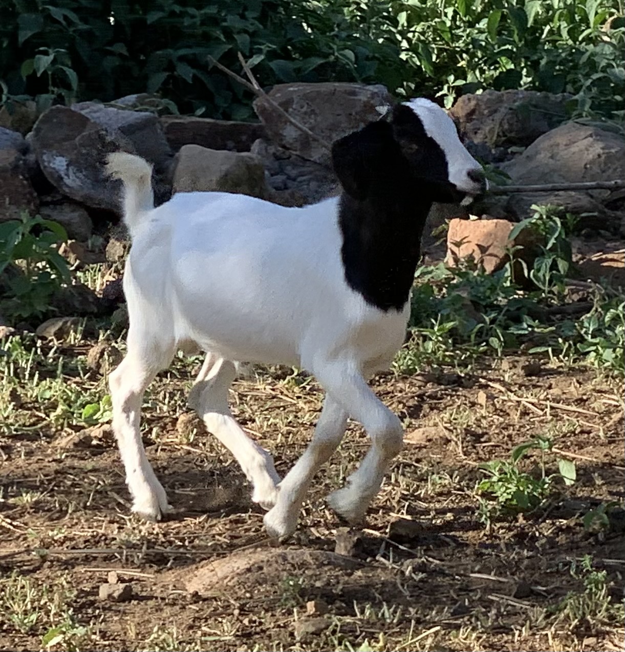 Boer Goat + Local Goat Cross Breed - EmseaFarm