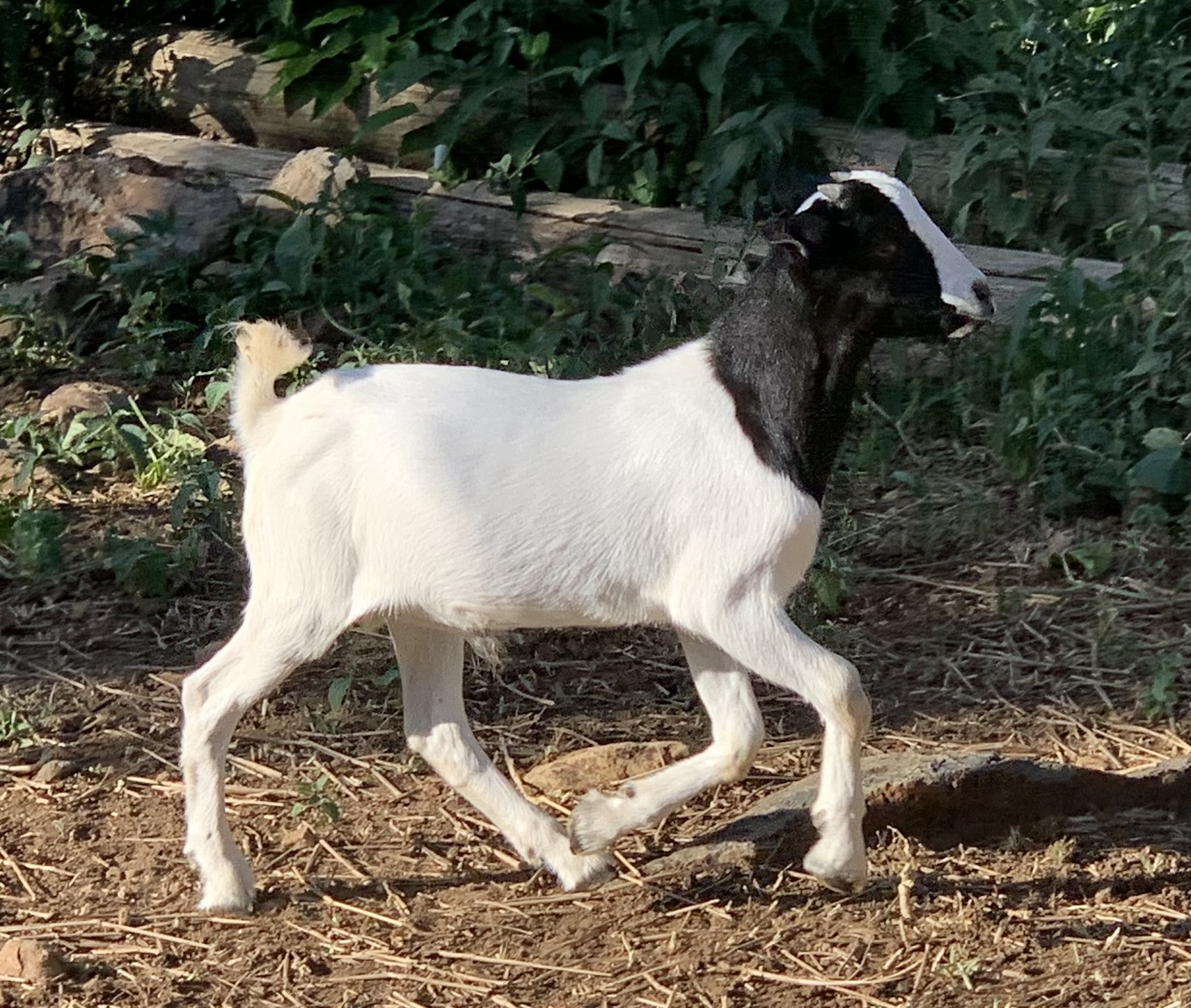 Boer Goat + Local Goat Cross Breed - EmseaFarm