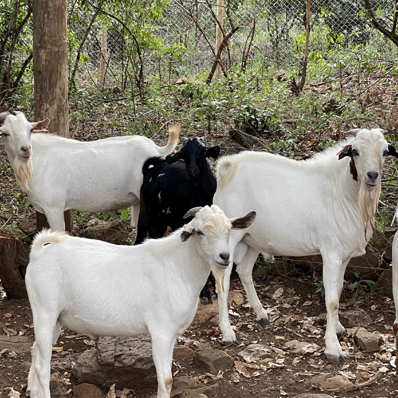 Local Male Goats (Bucks) - EmseaFarm